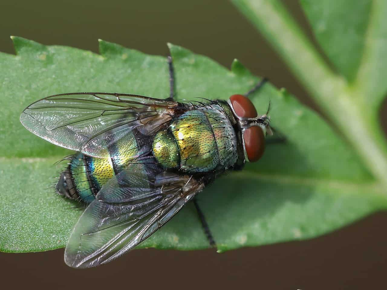 Fly infertility shows we’re underestimating how badly climate change ...