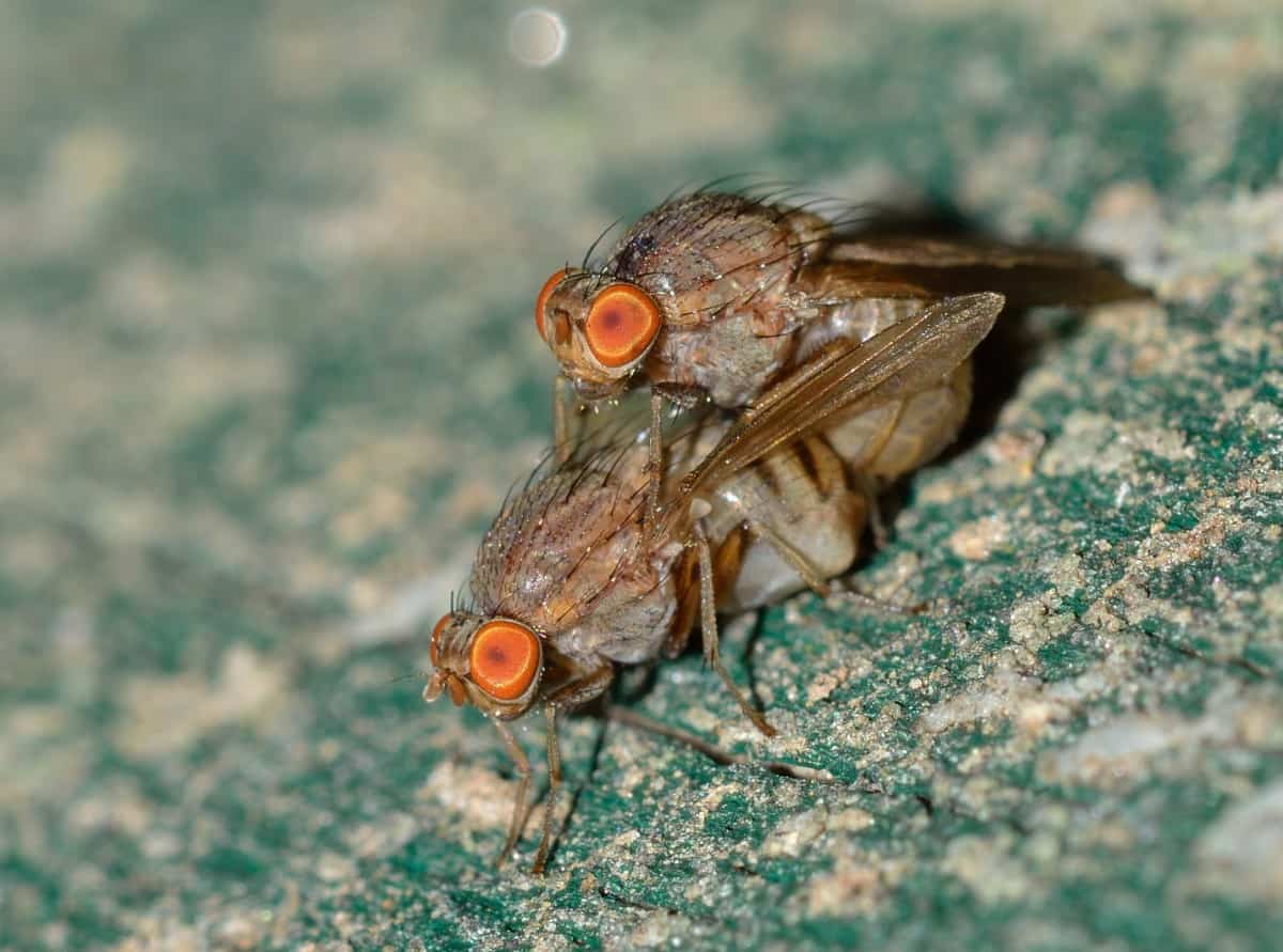 Fly infertility shows we’re underestimating how badly climate change ...