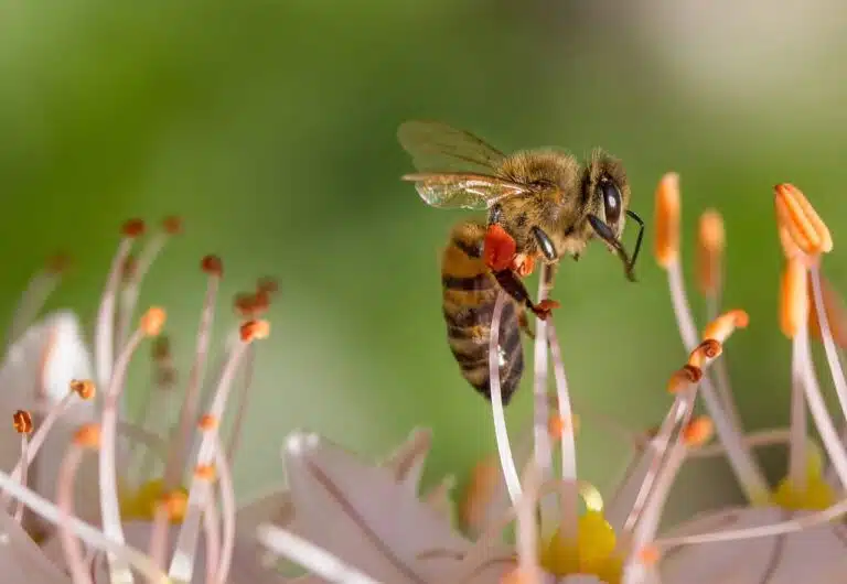 Heat waves reduce bees' ability to pollinate plants