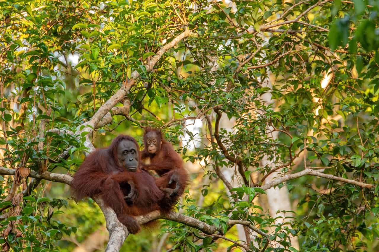 In the shadows of extinction: orangutans and their battle for survival