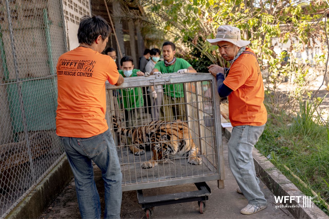 An NGO saves 15 big cats from certain death at a tiger farm in Thailand ...