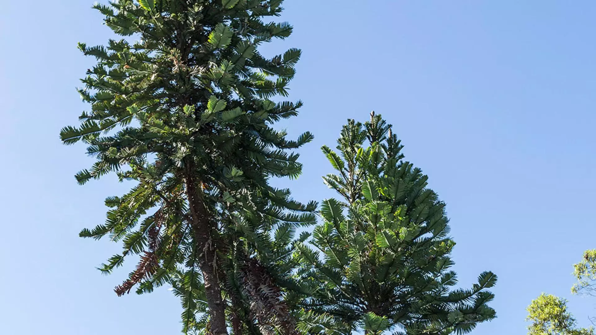 “Jurassic Tree Lives Again”: 200-Million-Year-Old ‘Dinosaur Tree’ Successfully Bred in Stunning ...