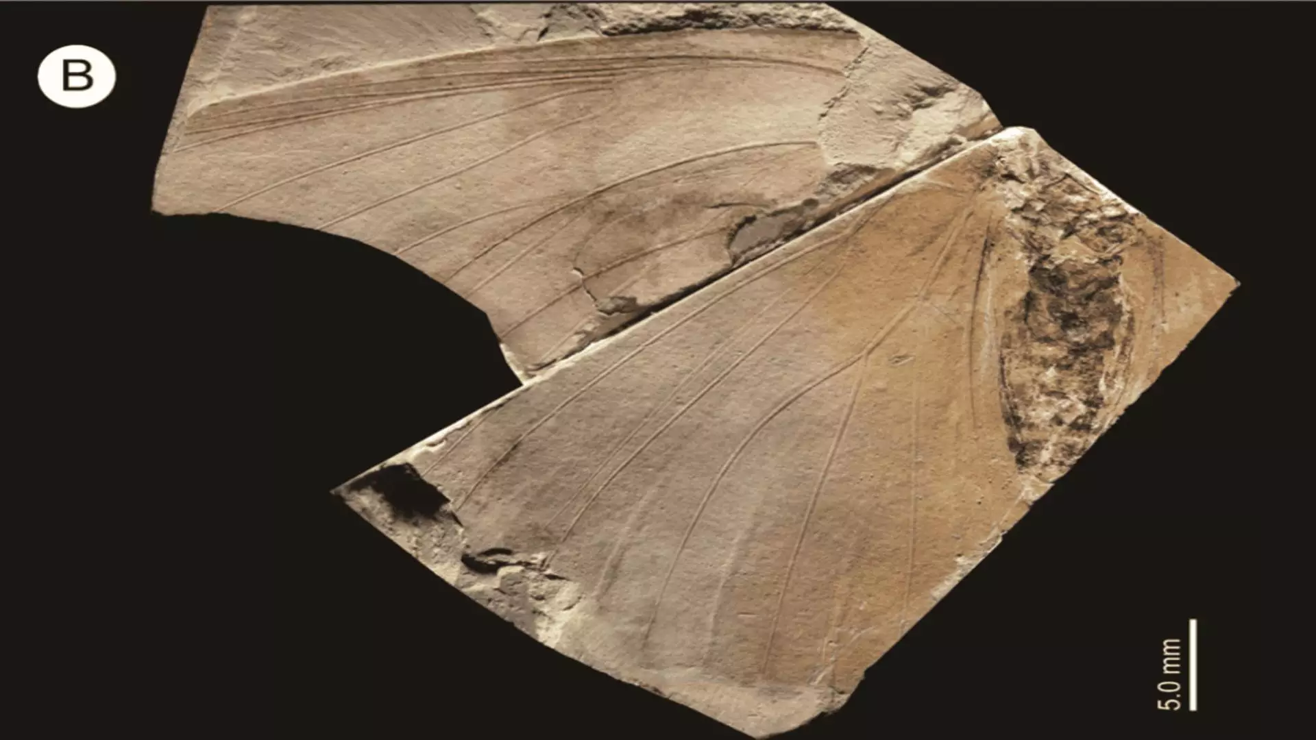 “New Species Discovered After 2.6 Million Years”: Scientists Identify ...