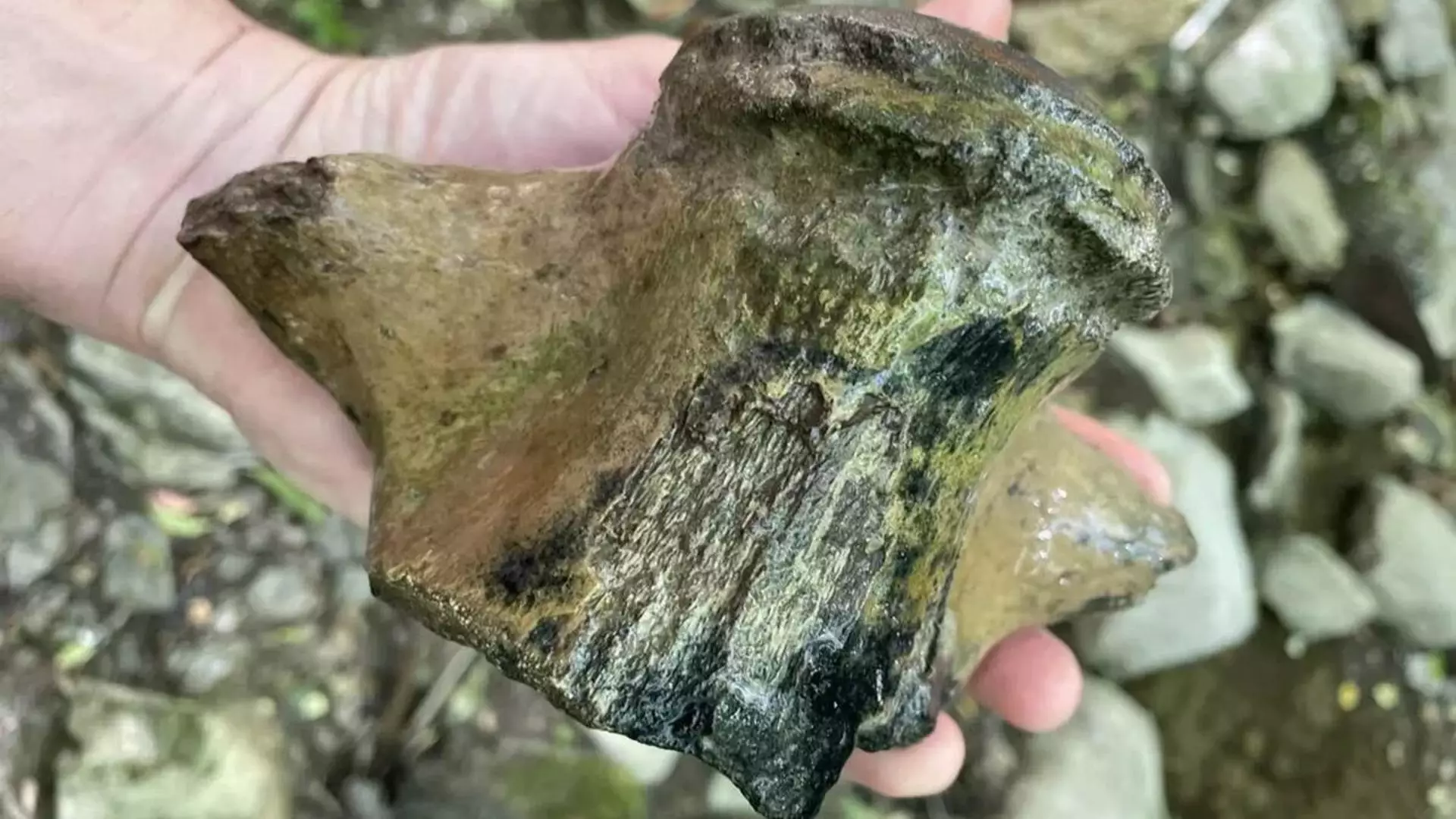 “Unbelievable Sea Monster Unearthed”: Terrifying 30-Foot Lizard Fossil ...