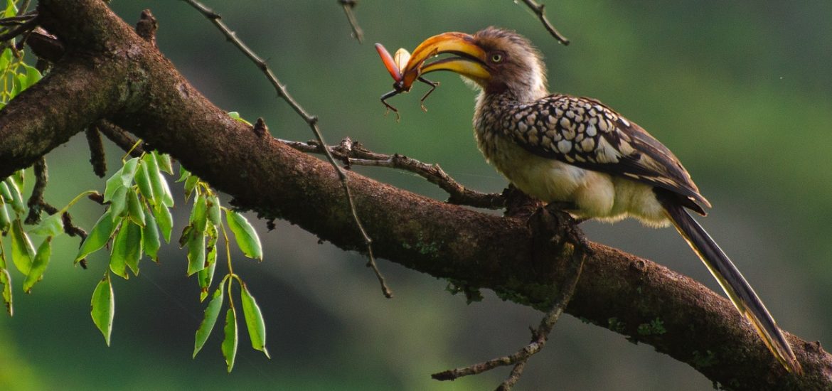 Unique bird species are at the greatest risk of extinction - South ...