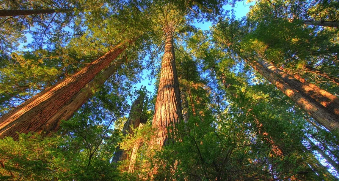 Sustainability Times