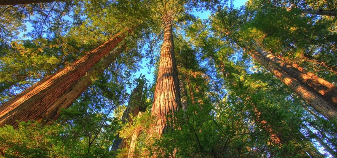 Coast redwood trees are adaptable marvels in a warming world