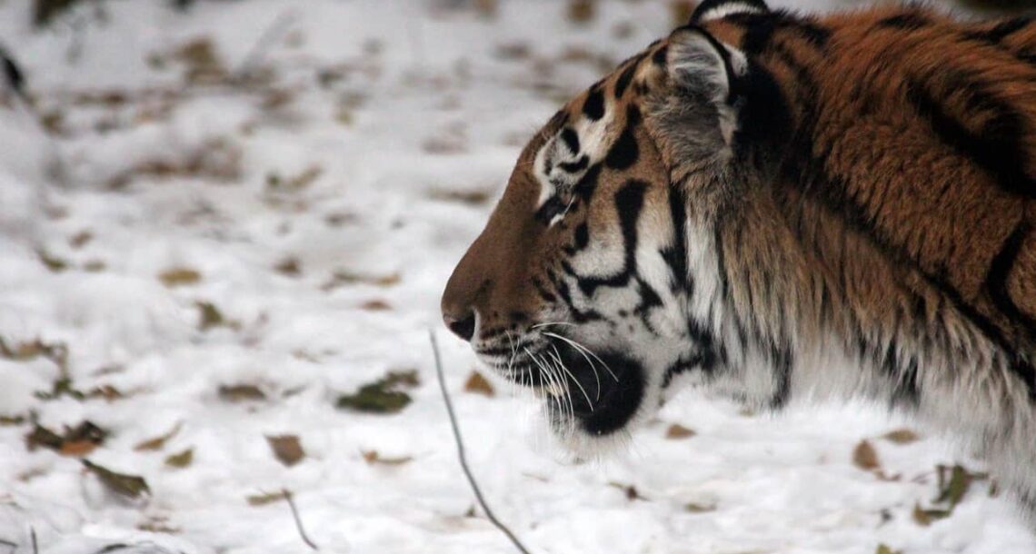 Sustainability Times